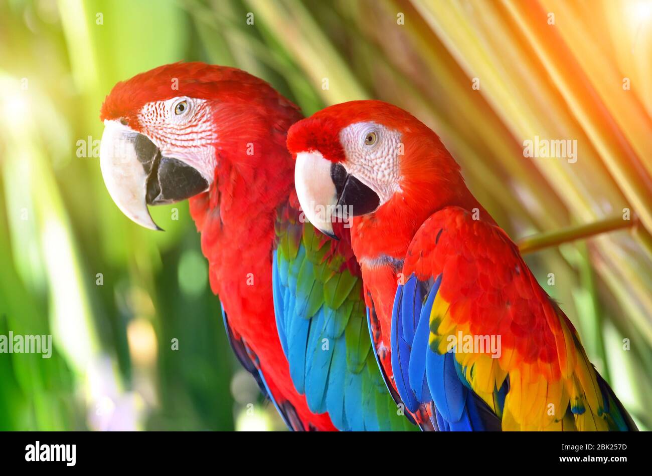 Two vibrant red birds hi-res stock photography and images - Alamy