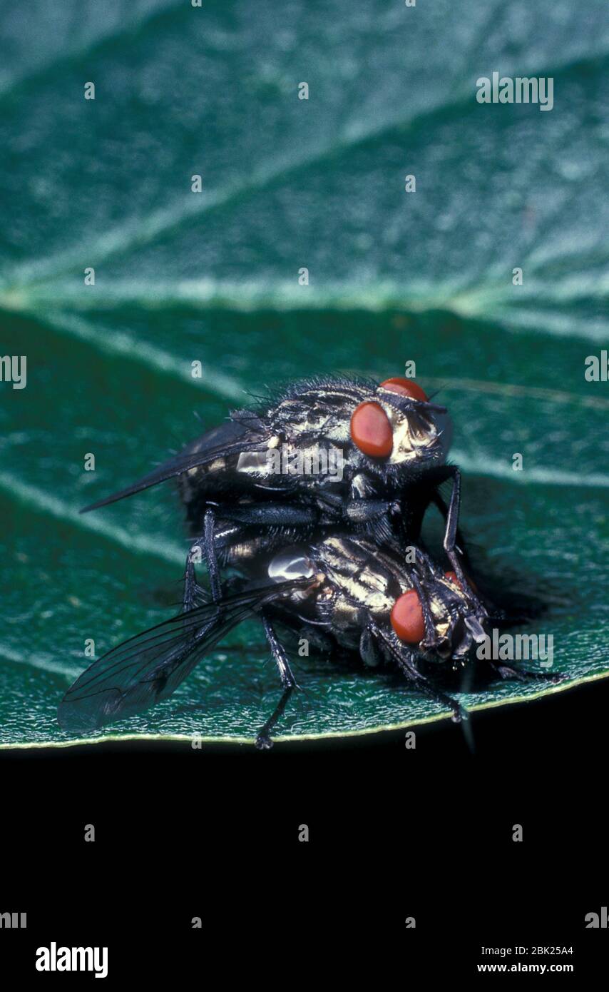 Mating flesh flies hi-res stock photography and images - Alamy