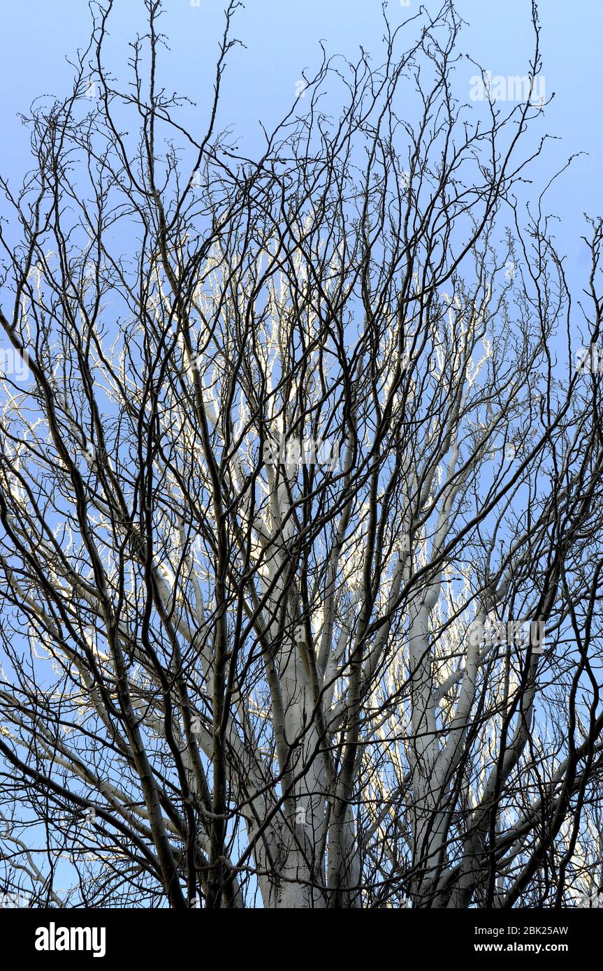 treetop, leaves, winter Stock Photo - Alamy