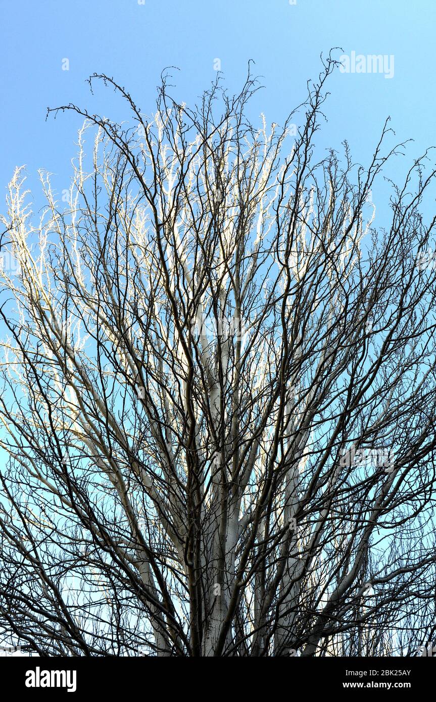 treetop, leaves, winter Stock Photo - Alamy