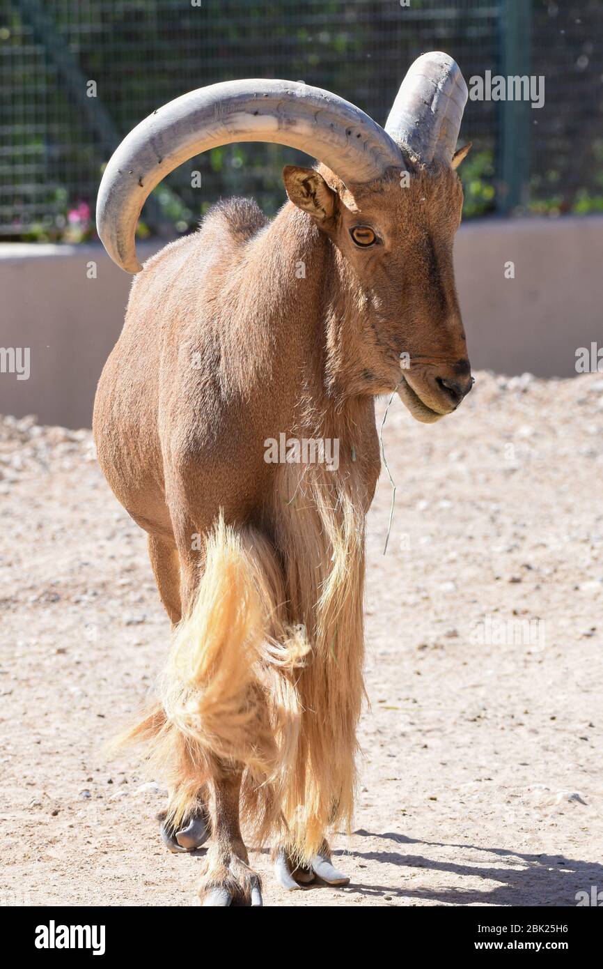 Desert sheep saudi arabia hi-res stock photography and images - Alamy