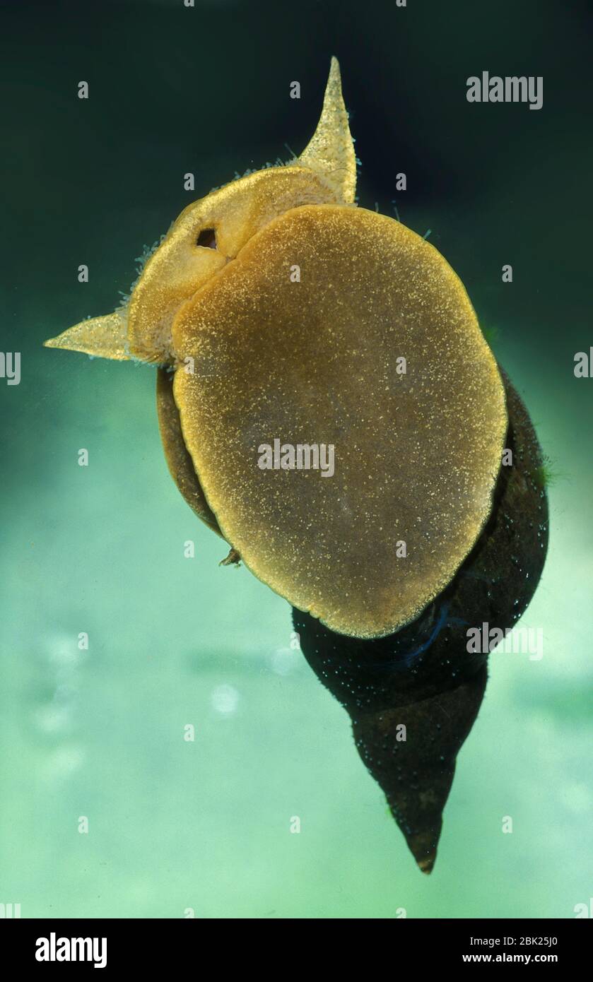 Underside of snail hi-res stock photography and images - Alamy