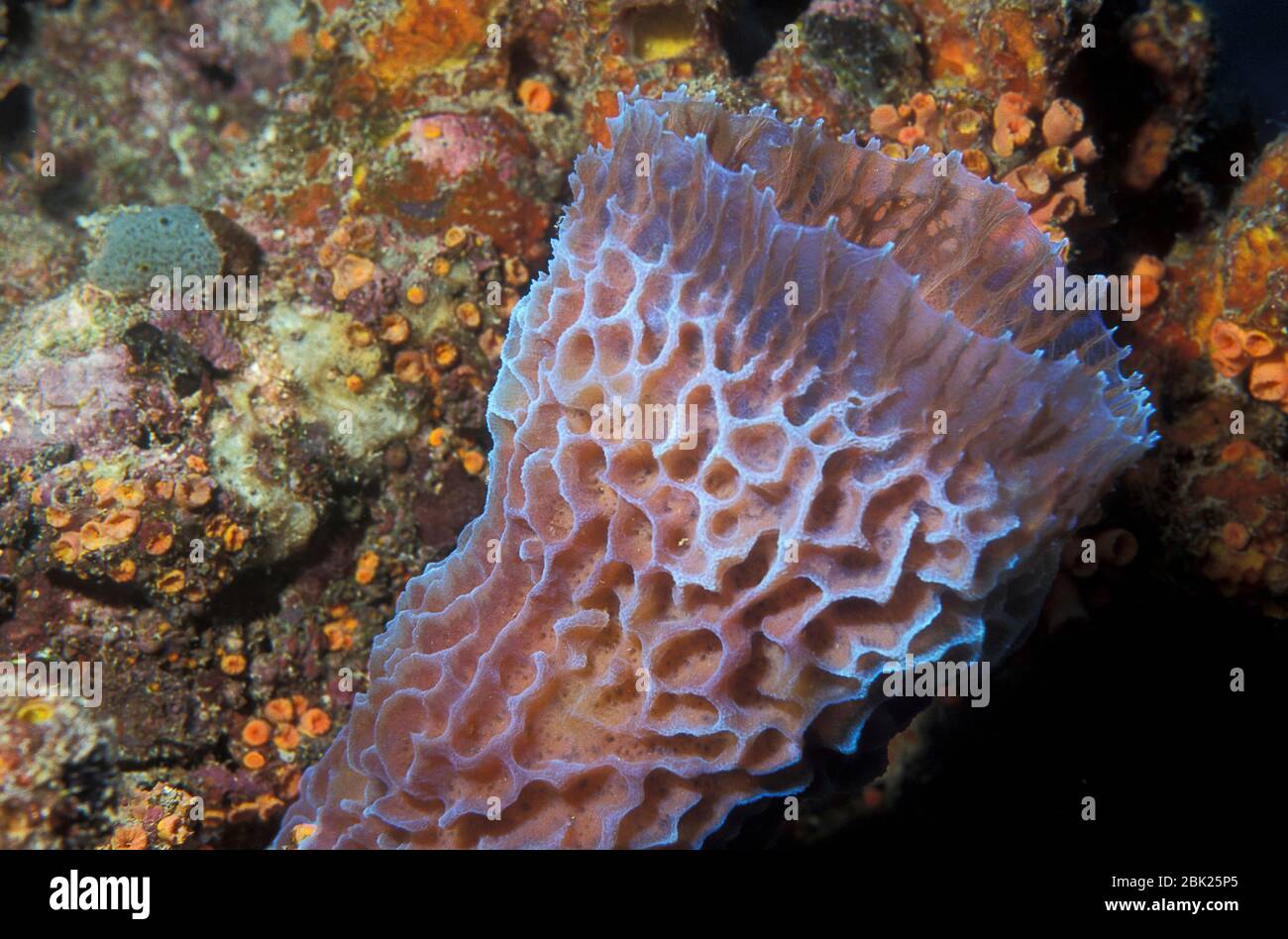 Azure vase sponge, Callyspongia plicifera, Los Roques, Venezuela ...