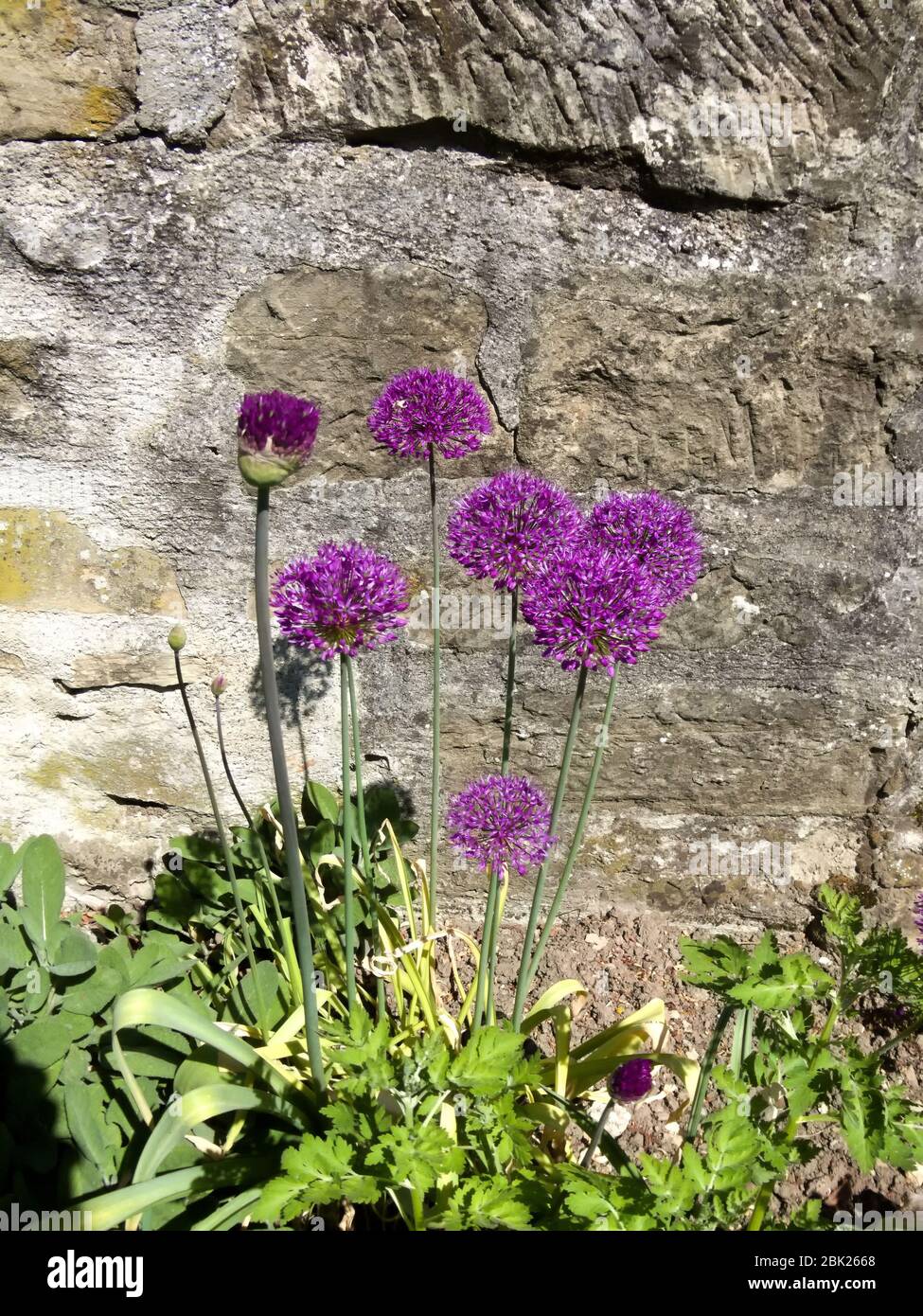 blooming giant onion at an medieval city wall Stock Photo - Alamy