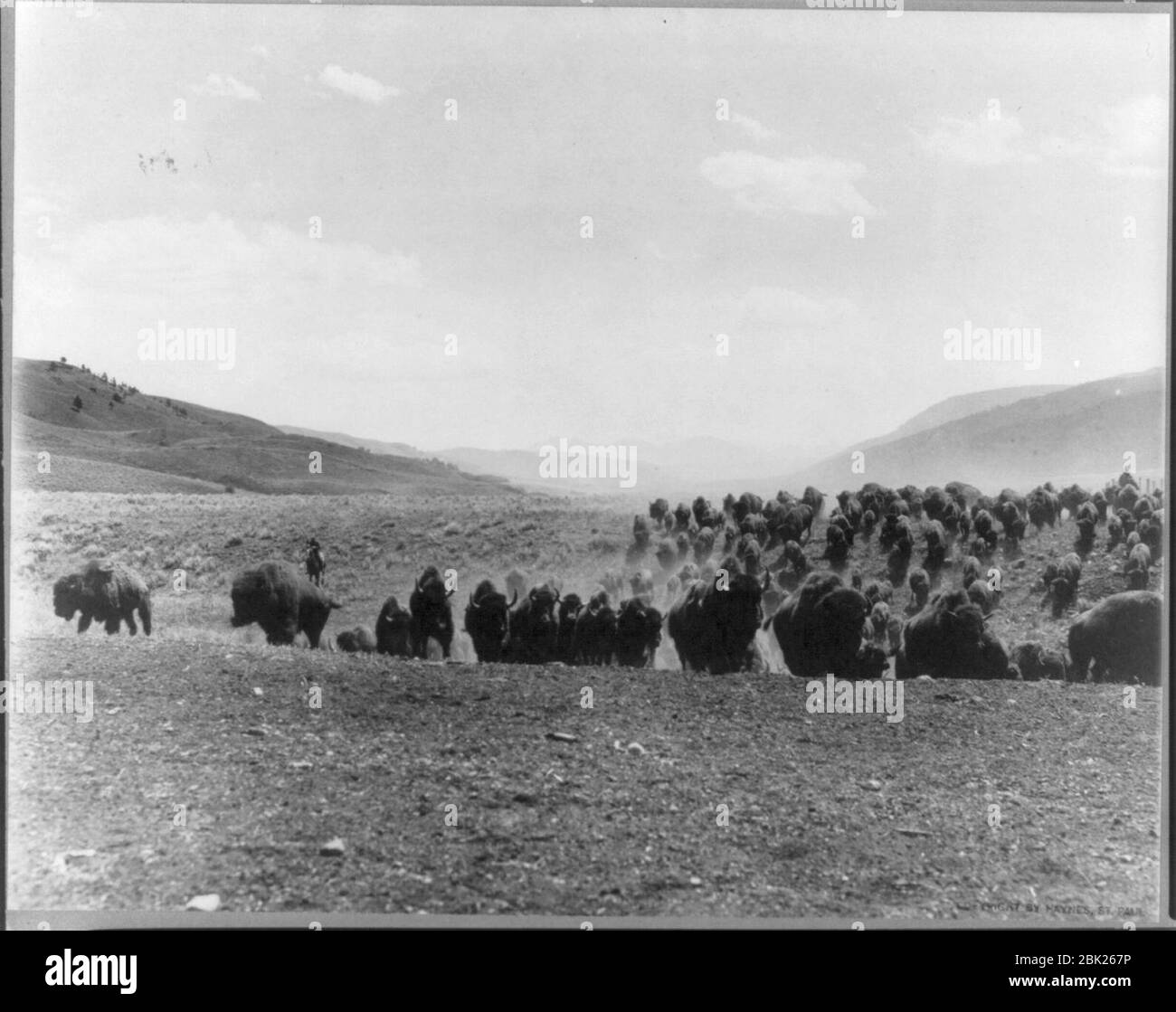 Stampeding buffalo hi-res stock photography and images - Alamy