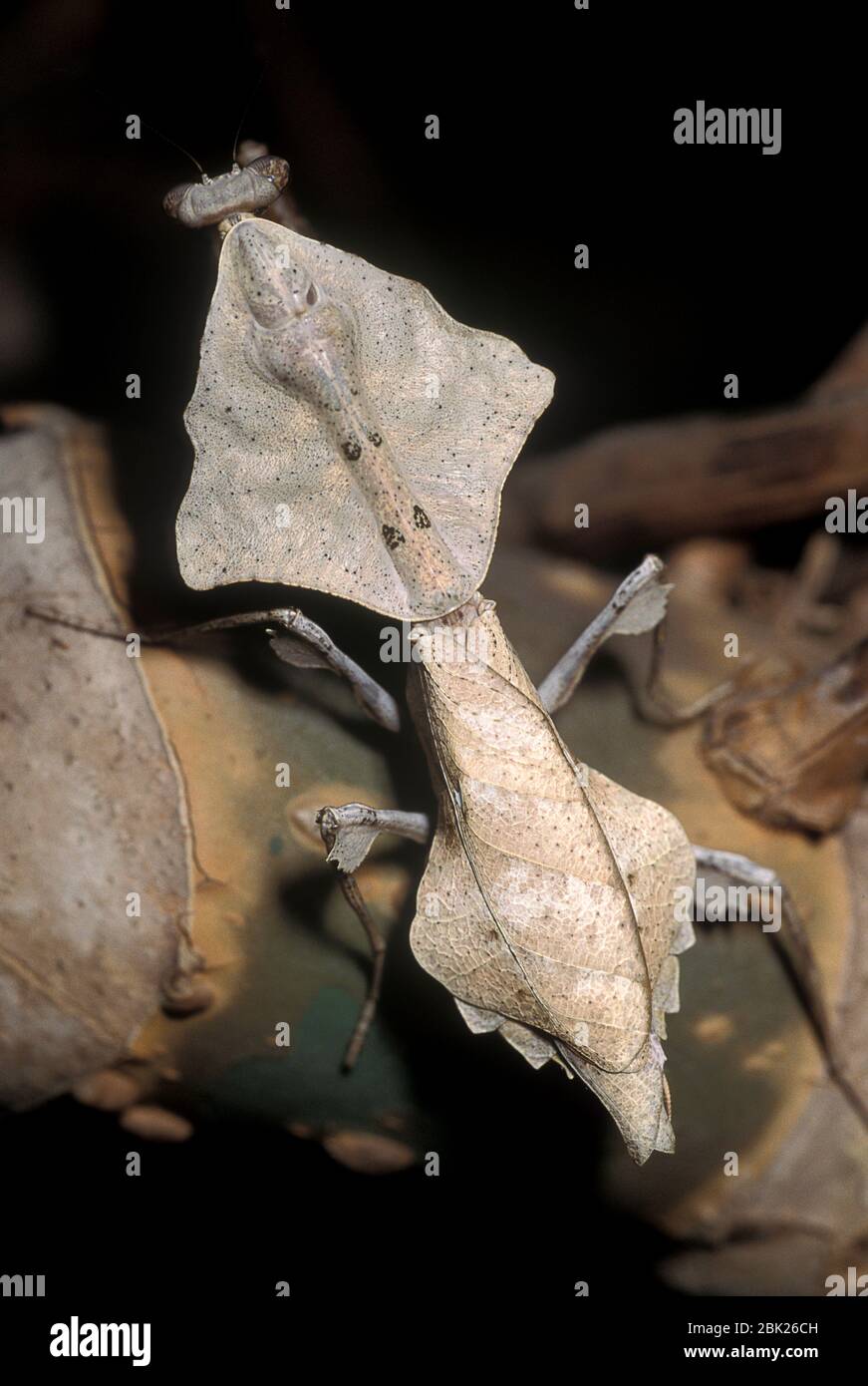 Borneo insects hi-res stock photography and images - Alamy