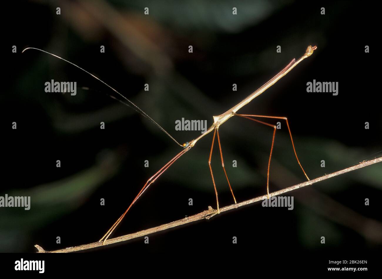 Rainforest insects hi-res stock photography and images - Alamy