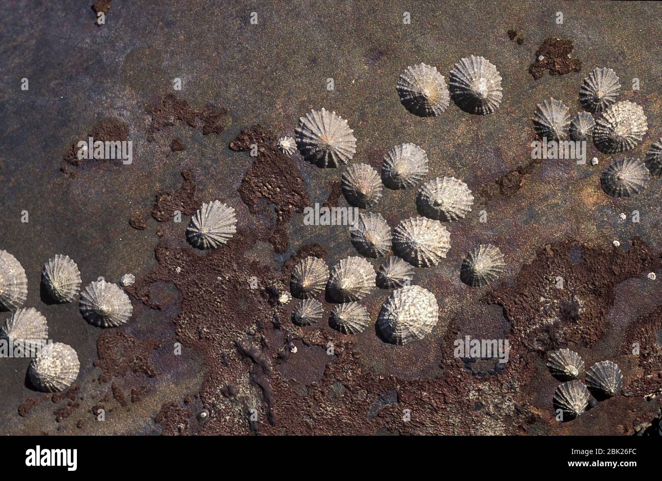 Common Limpets on rock, Patella vulgata, UK Stock Photo - Alamy