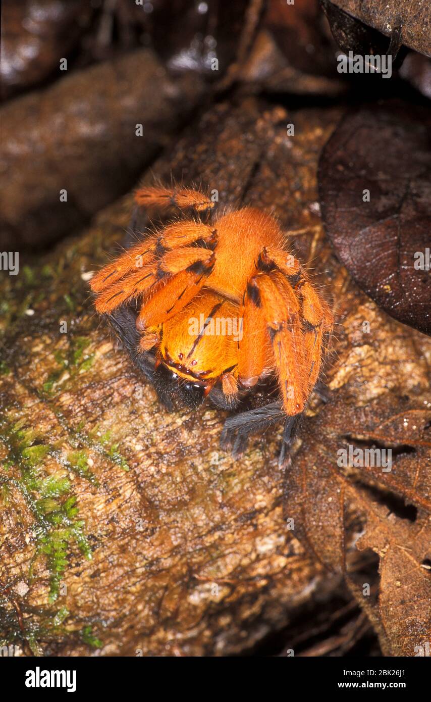 Huntsman Spider, Sadala or Olios species, family Sparassidae, Belize ...