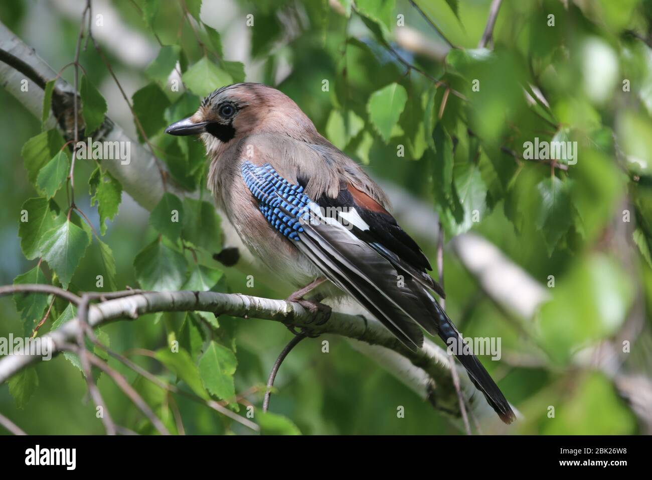 Eurasian jay bird aka garrulus glandarius sitting on branch against ...
