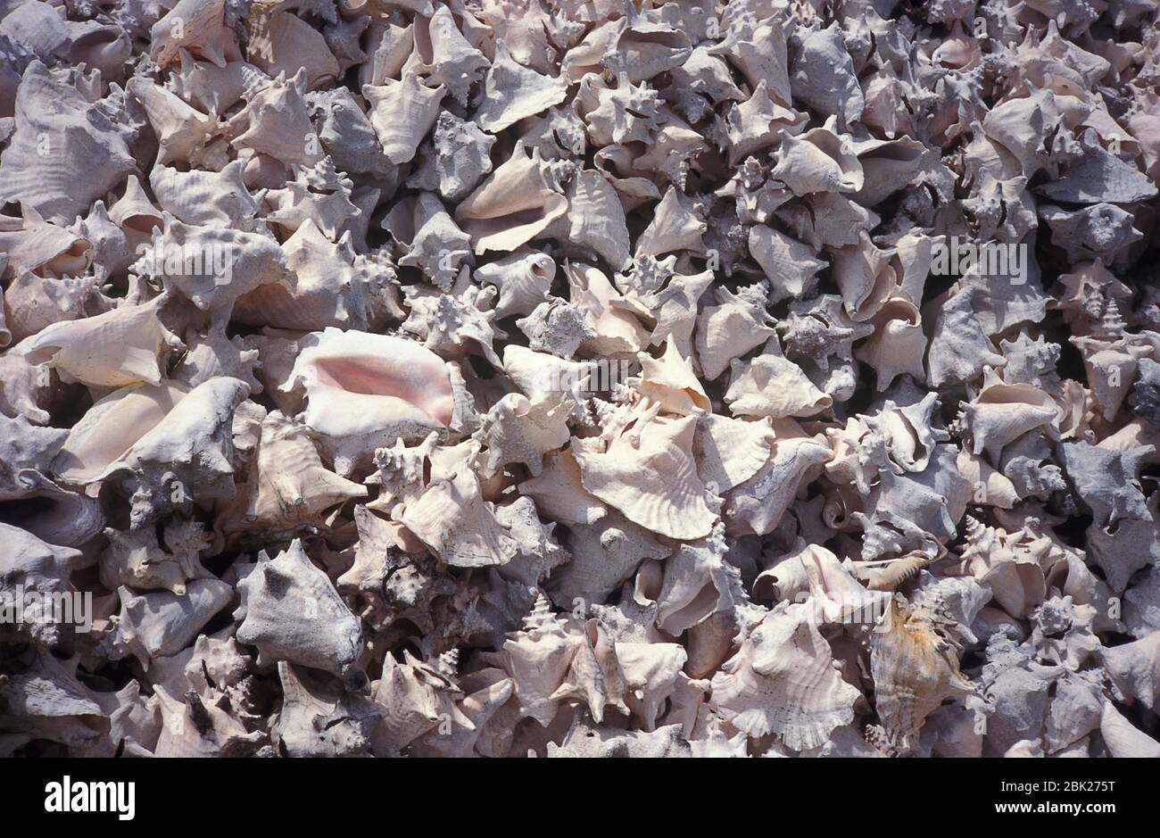 White conch shells hi-res stock photography and images - Alamy