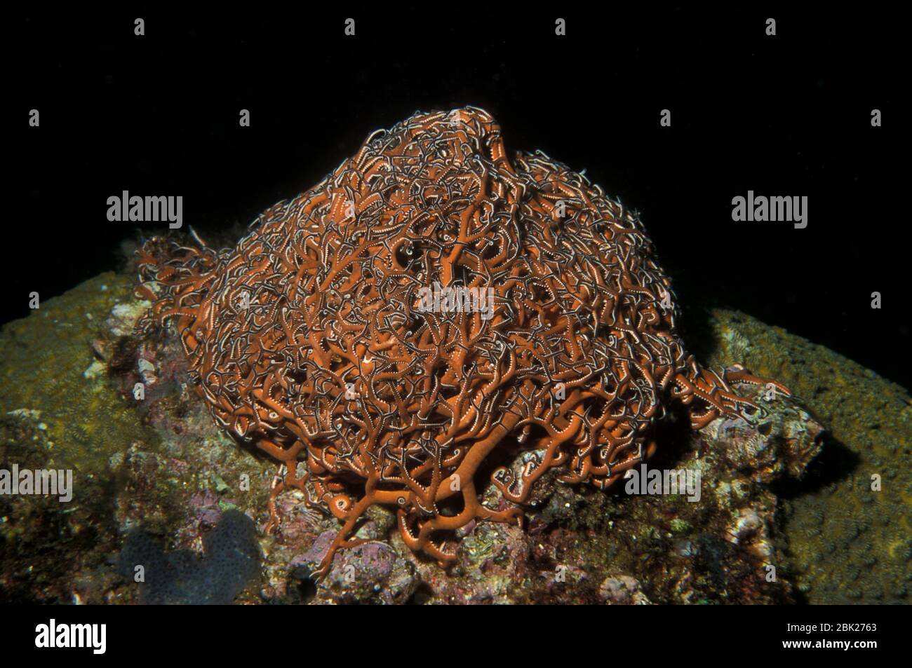 Orange Pipe Coral, Los Roques, Venezuela Stock Photo - Alamy