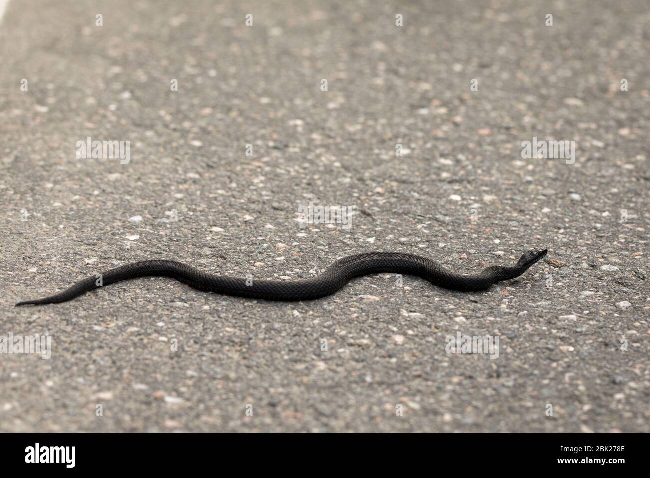 Common European viper - Vipera berus - melanistic black reptile ...