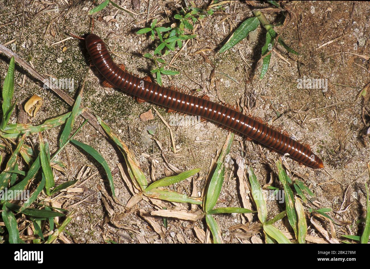 Giant millipede, Diplopoda, on forest floor, Thailand Stock Photo - Alamy