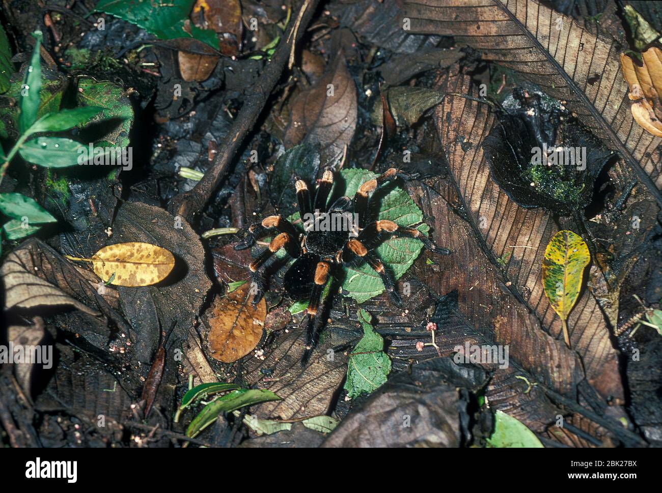 Red kneeled tarantula, Brachypelma smithi, on forest floor, Monteverde ...