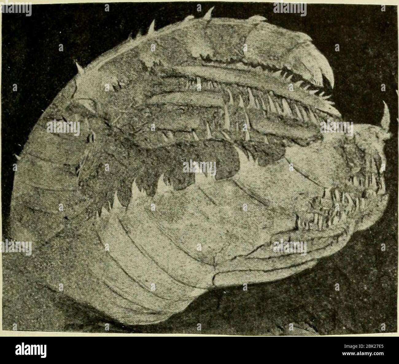 Hurdia victoria hi-res stock photography and images - Alamy