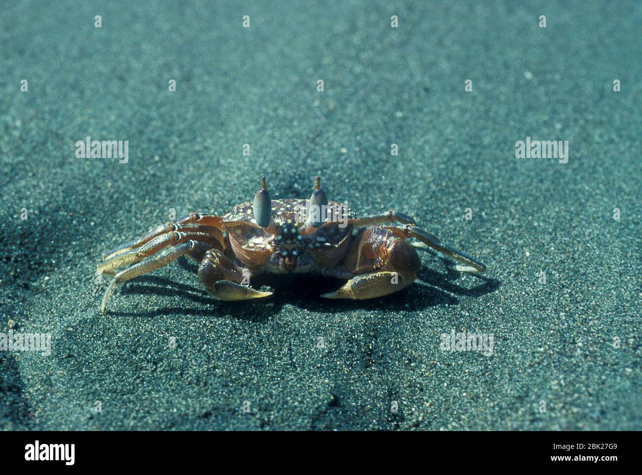 Painted Ghost Crab or Cart Driver Crab, Ocypode gaudichaudi, on beach ...