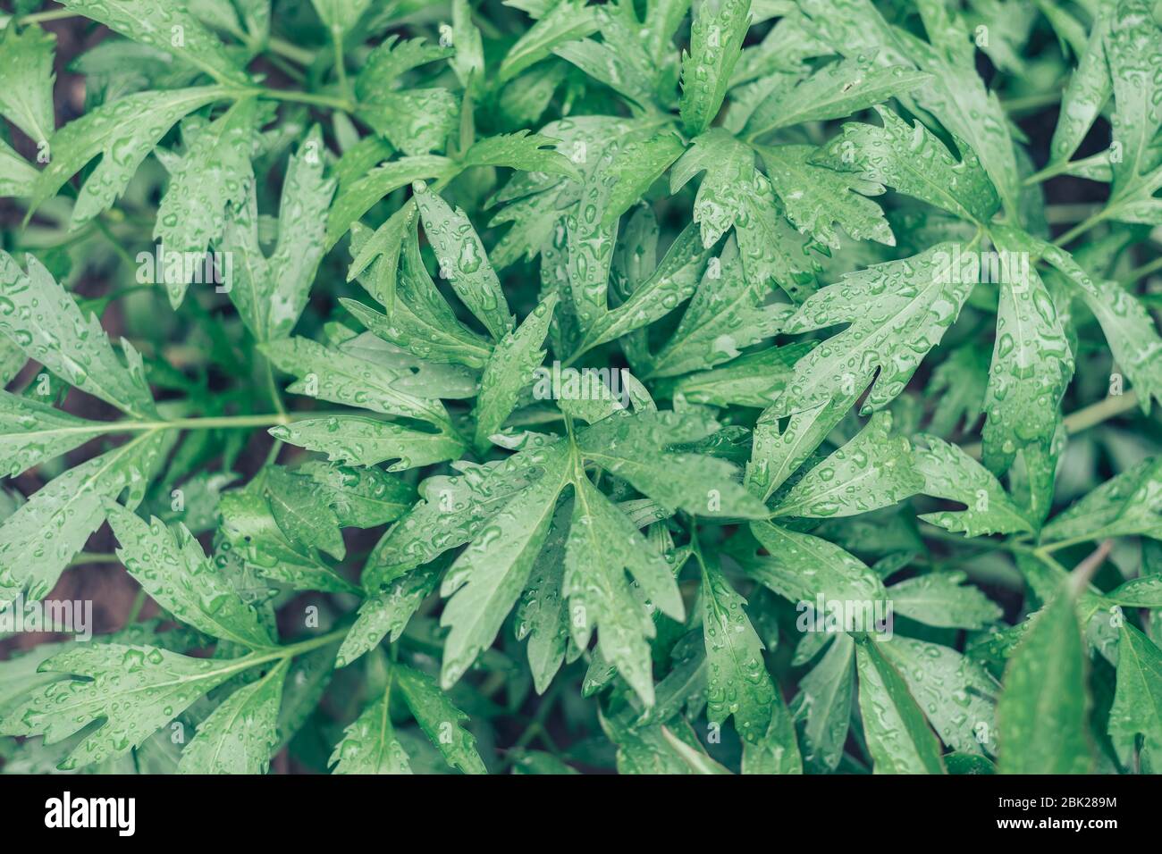 Close up Detail of a leaf plant in the garden. Beautiful Background ...