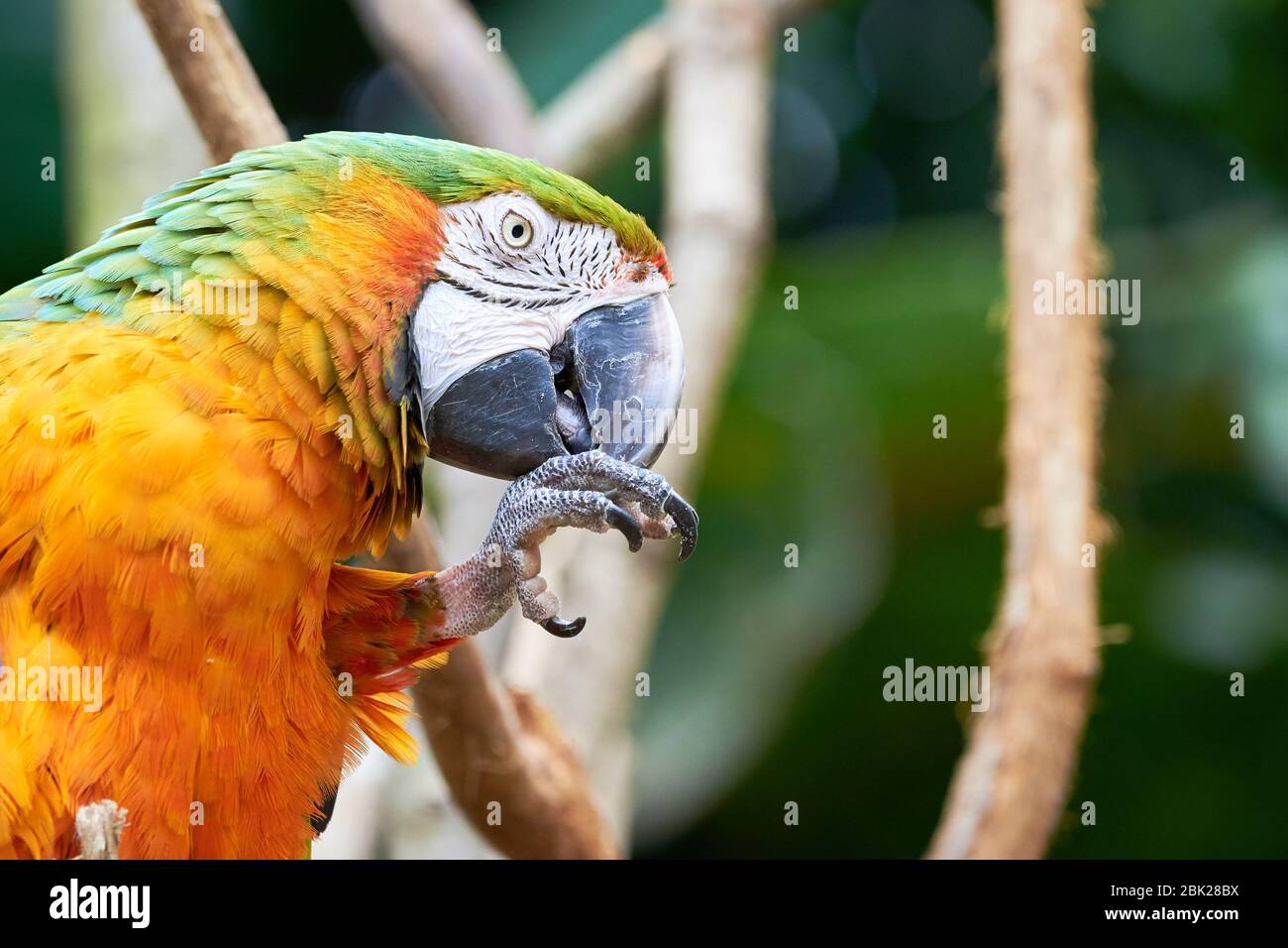 Blue-and-yellow macaw head closeup (Ara ararauna), exotic bird Stock Photo - Alamy