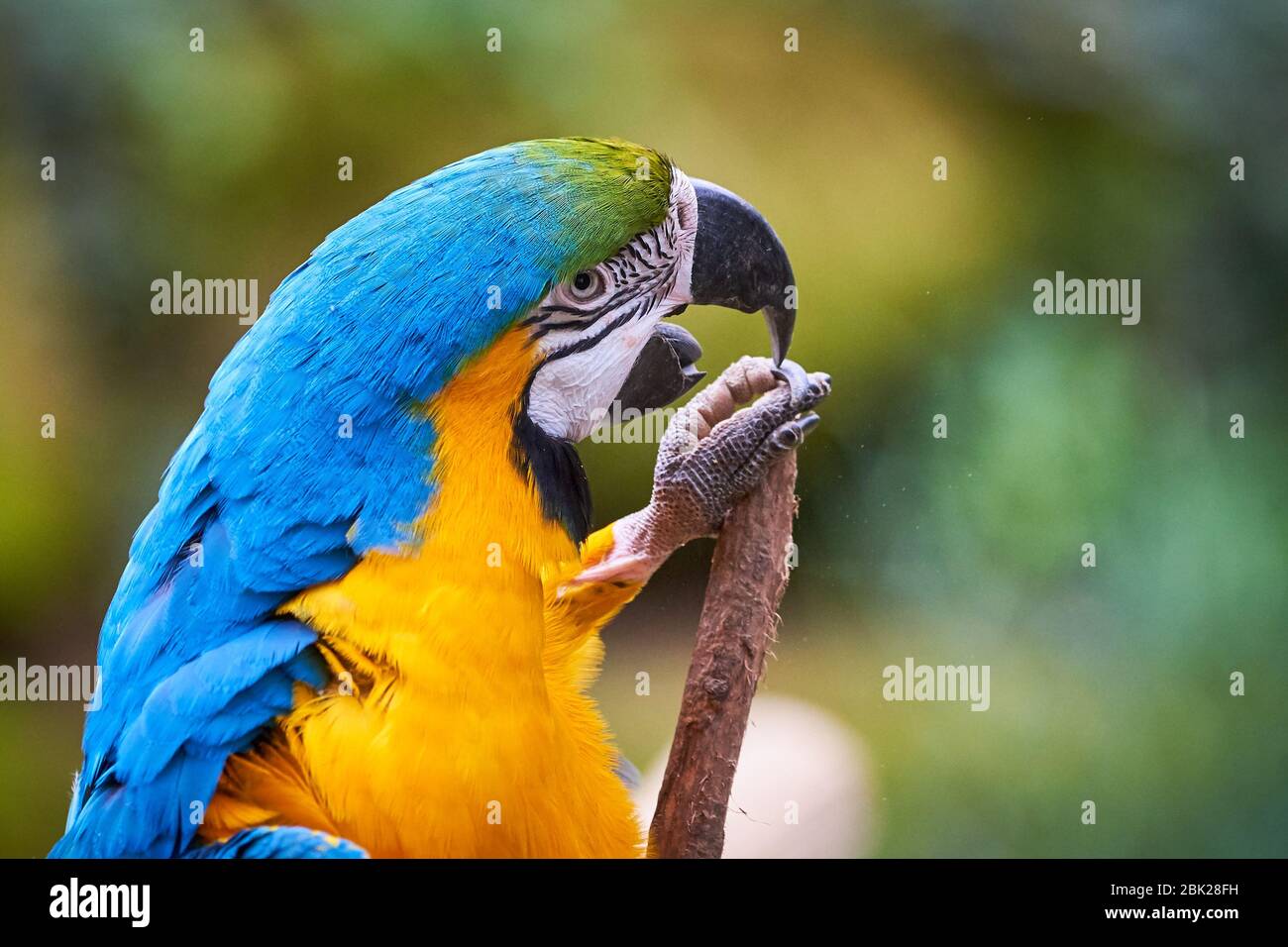 Blue-and-yellow macaw head closeup (Ara ararauna), exotic bird Stock Photo - Alamy