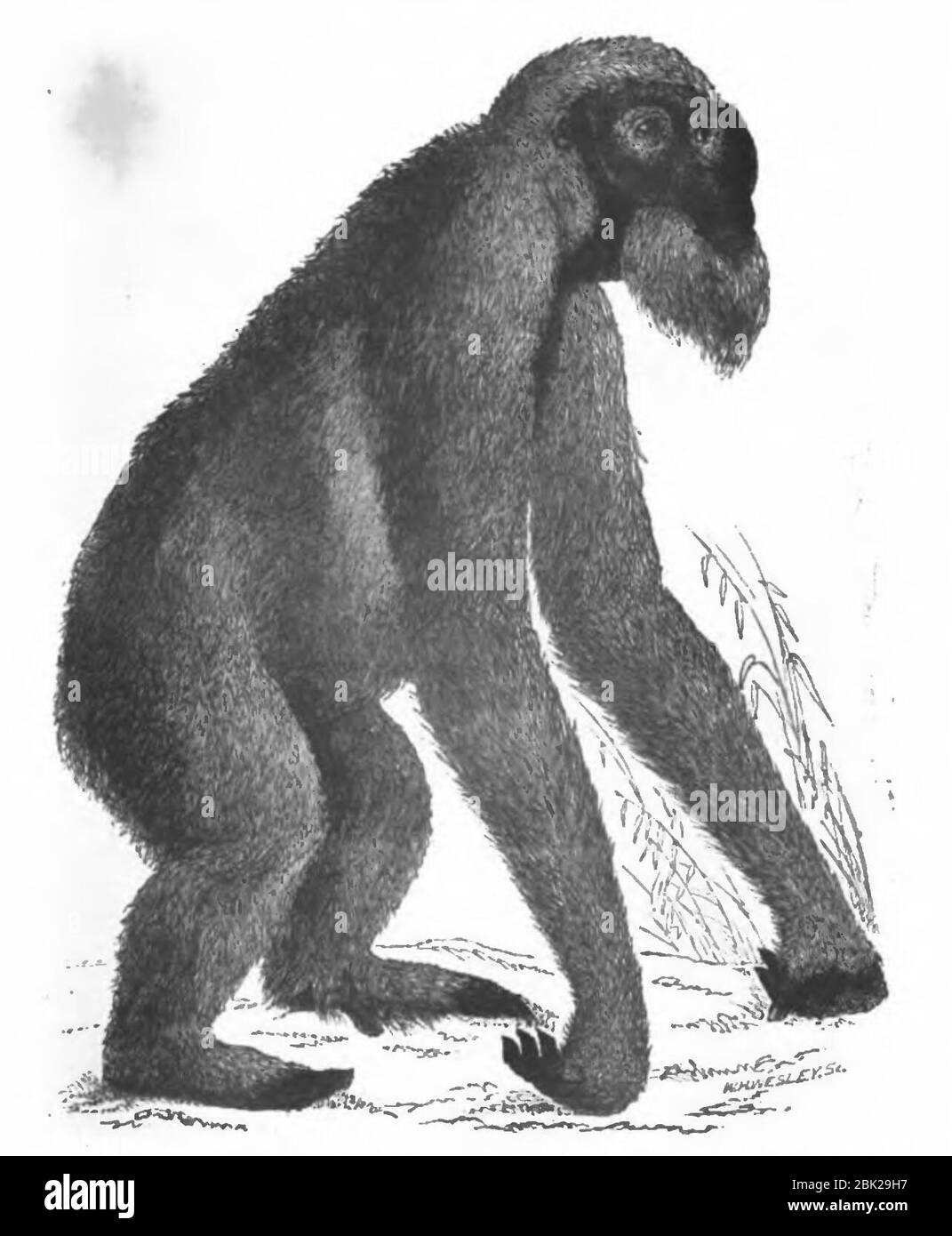 Huxley - De la place de l'homme dans la nature (page 164 crop)-2 Stock ...