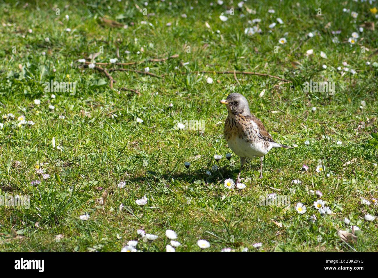 Bird fieldfare hi-res stock photography and images - Alamy