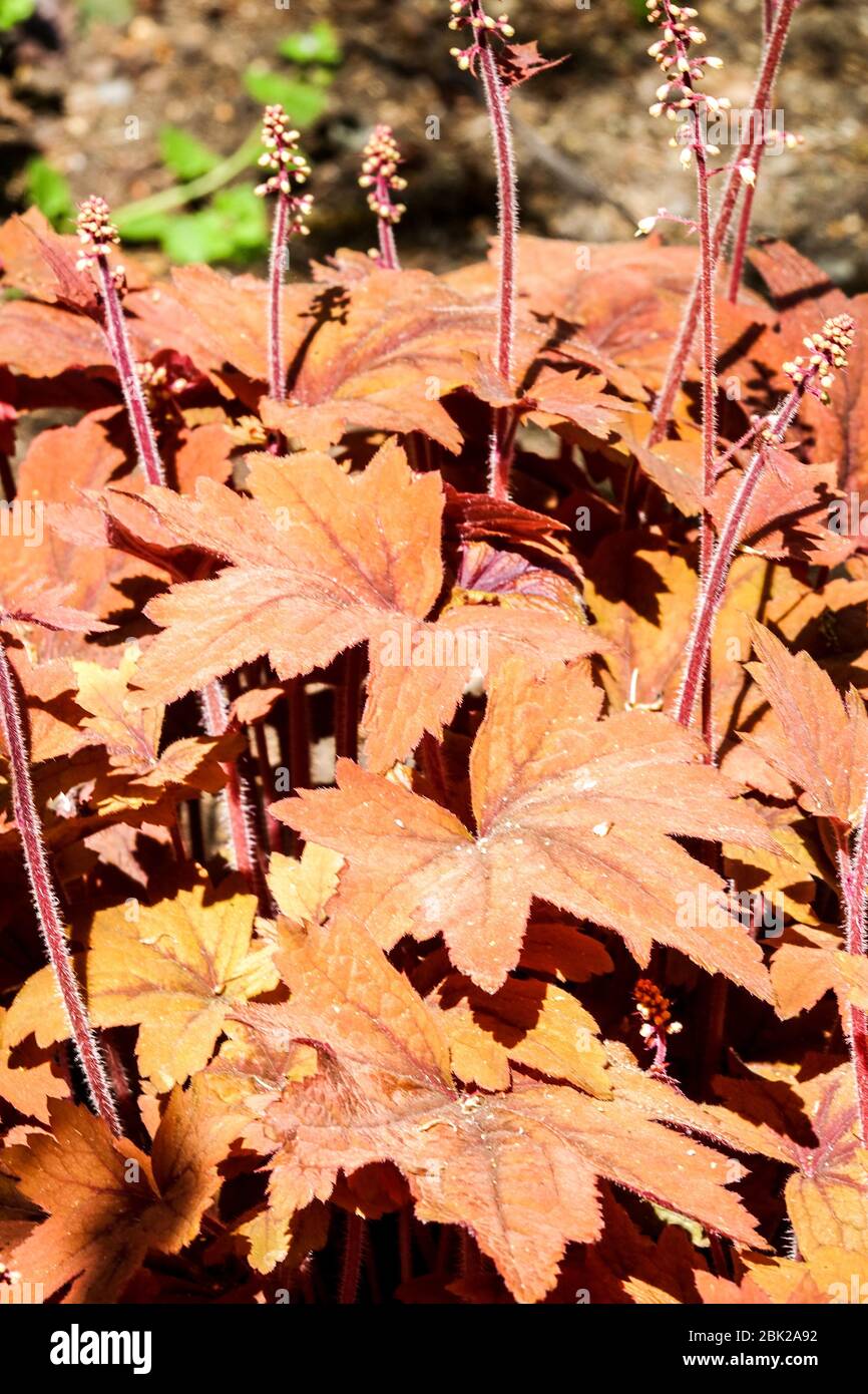 Heucherella "Sweet Tea" plant Stock Photo - Alamy