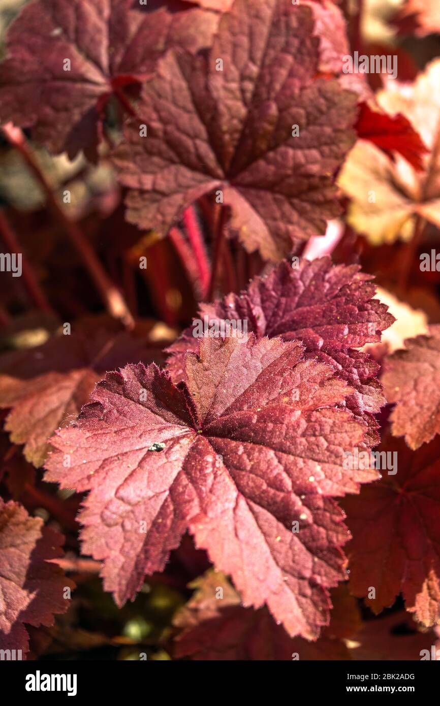 Heuchera "Northern Exposure Red Stock Photo - Alamy