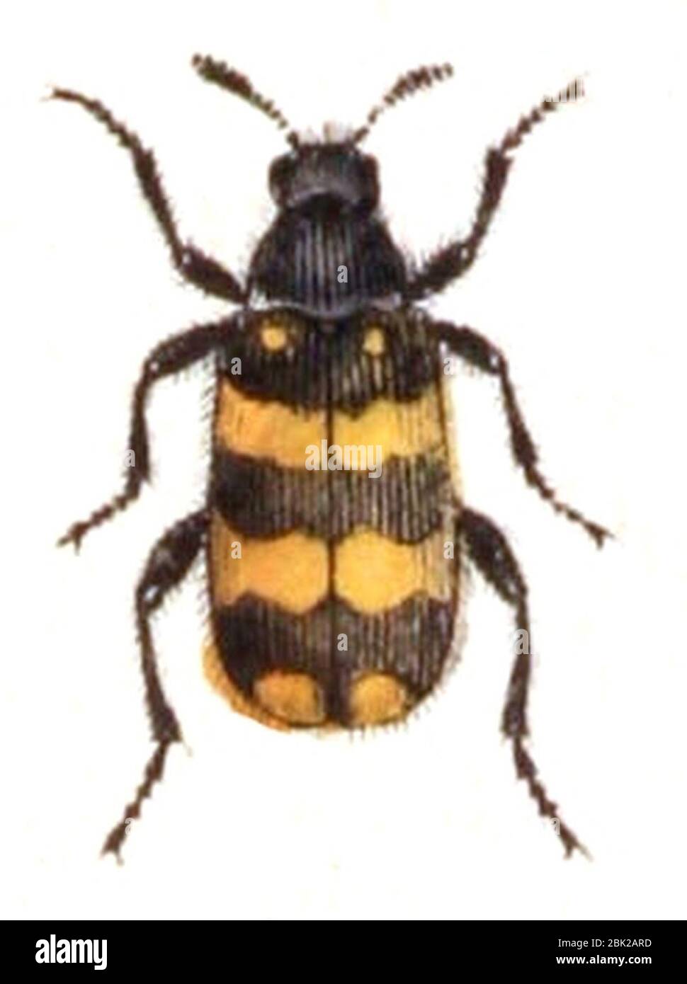 Polymorphus hi-res stock photography and images - Alamy