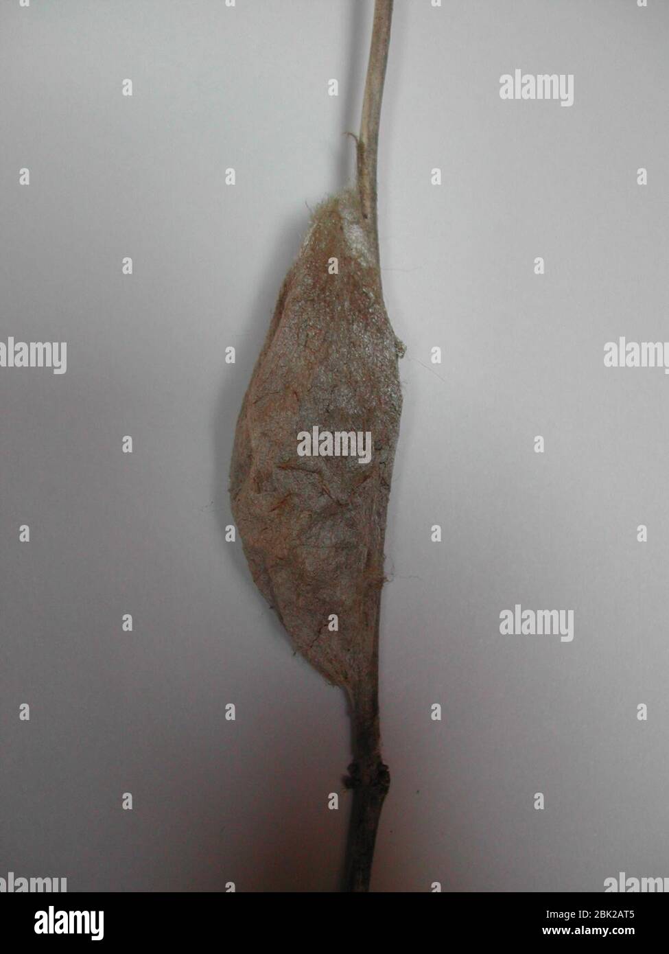 Cecropia cocoon hi-res stock photography and images - Alamy
