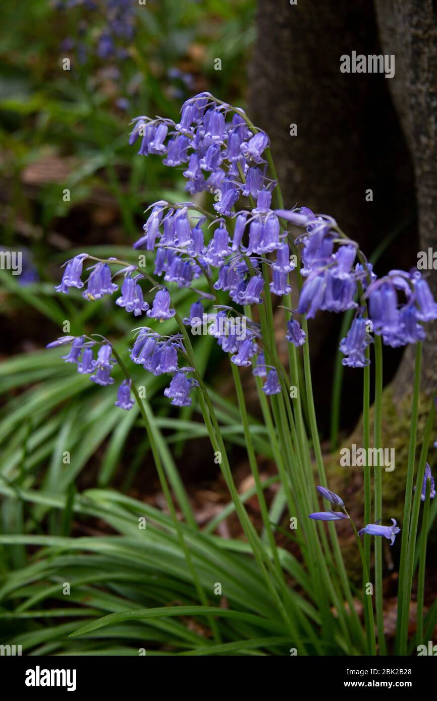 Native UK Bluebells in woodland. Wiltshire. Spring flowers 2020 Stock ...