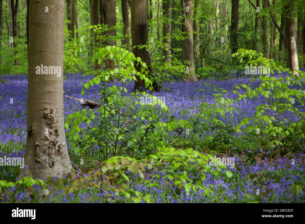 Bluebells in woodland. Wiltshire. Spring flowers 2020 Stock Photo - Alamy