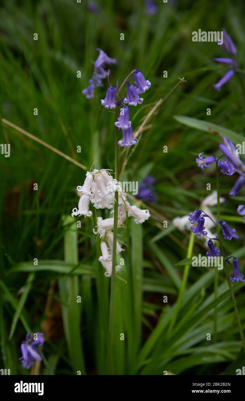 Native UK Bluebells in woodland. Wiltshire. Spring flowers 2020 Stock ...