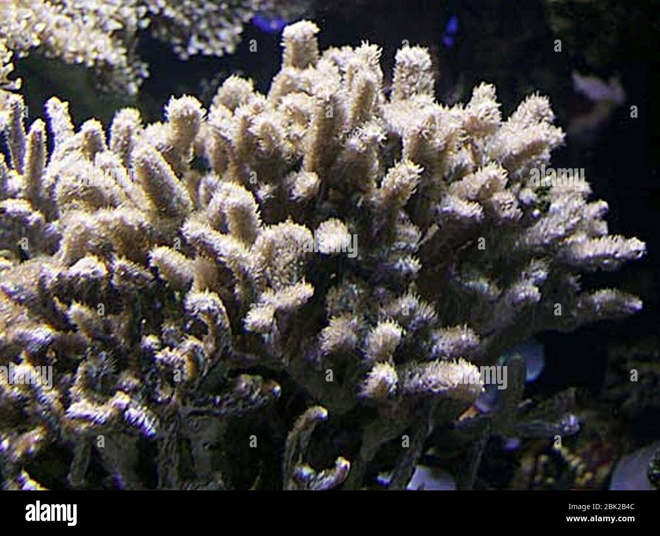 Hydnophora rigida Samoa Stock Photo - Alamy