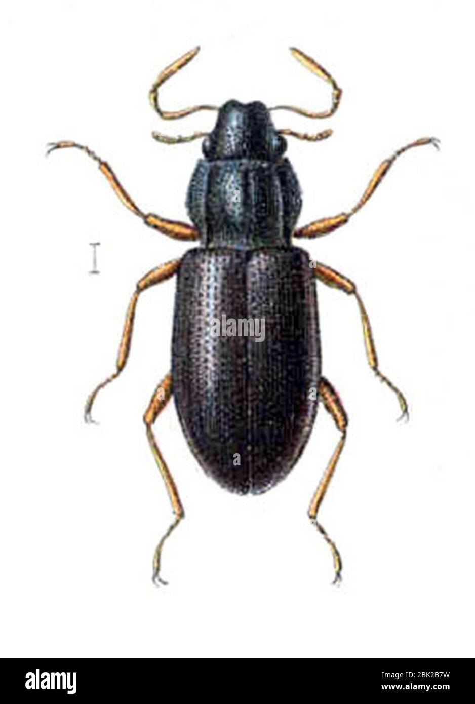 Hydraena riparia hi-res stock photography and images - Alamy