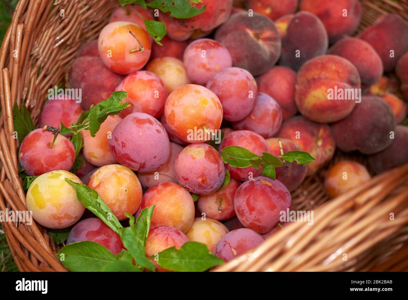 Plums varieties in a basket Stock Photo - Alamy