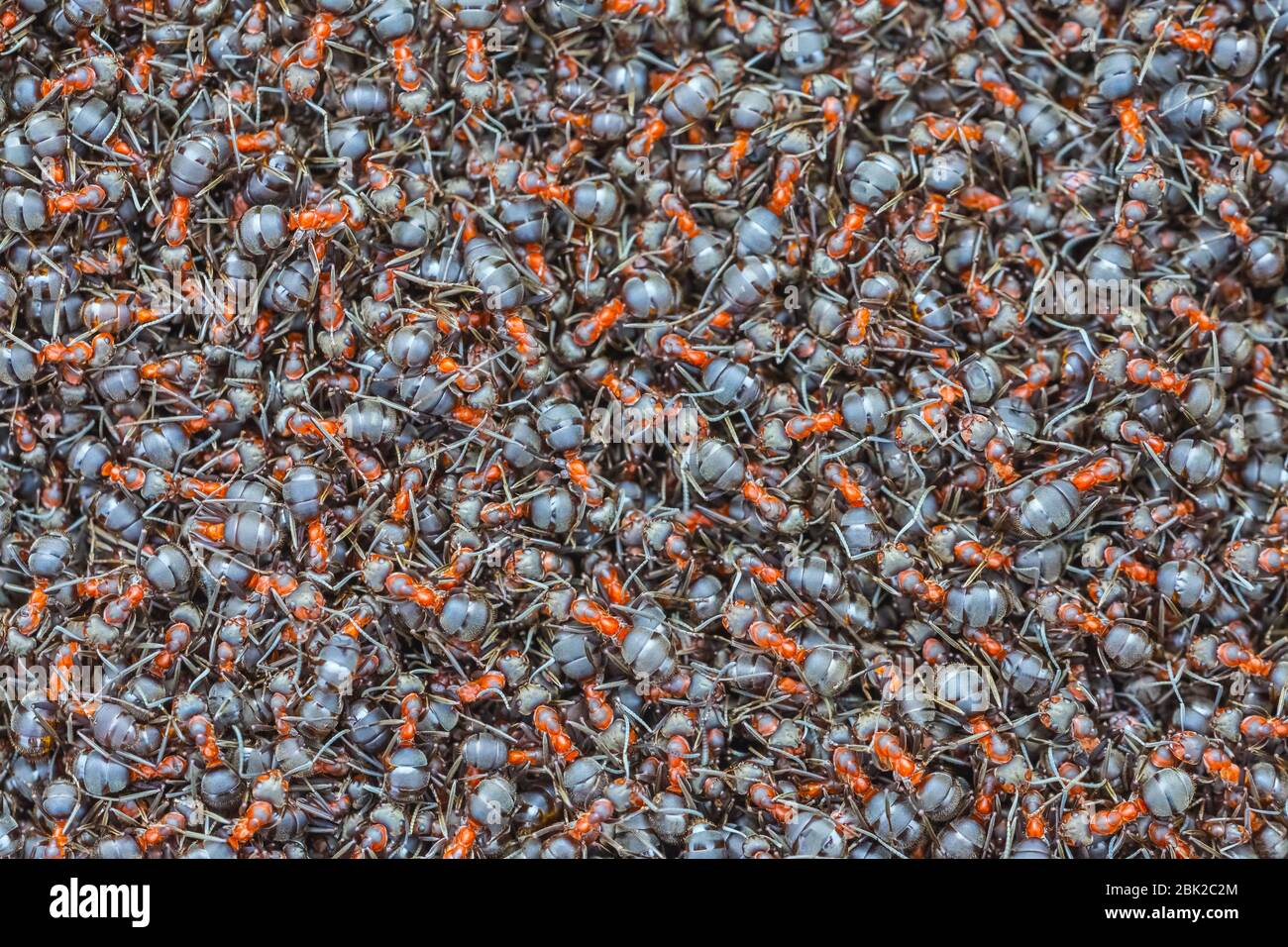 Ants heap hi-res stock photography and images - Alamy