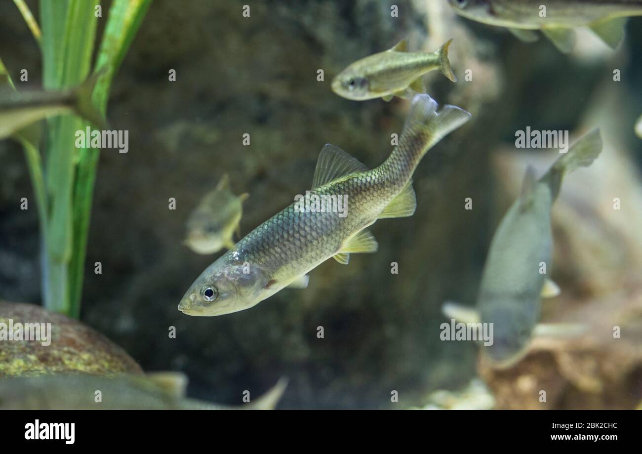 Pseudochondrostoma willkommii also called boga. Freshwater fish, of ...