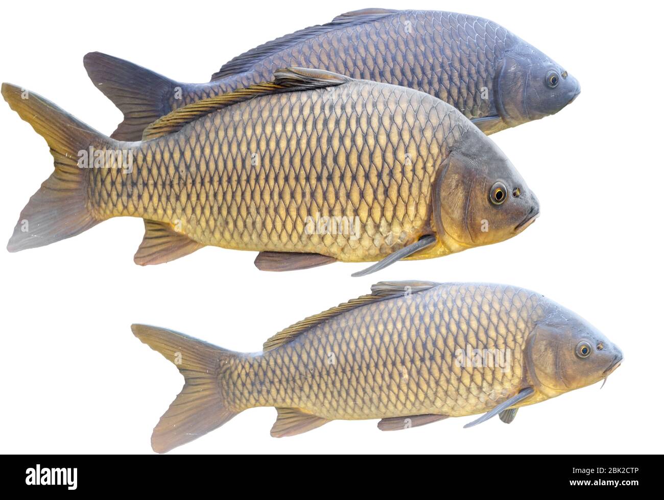White carps hi-res stock photography and images - Alamy