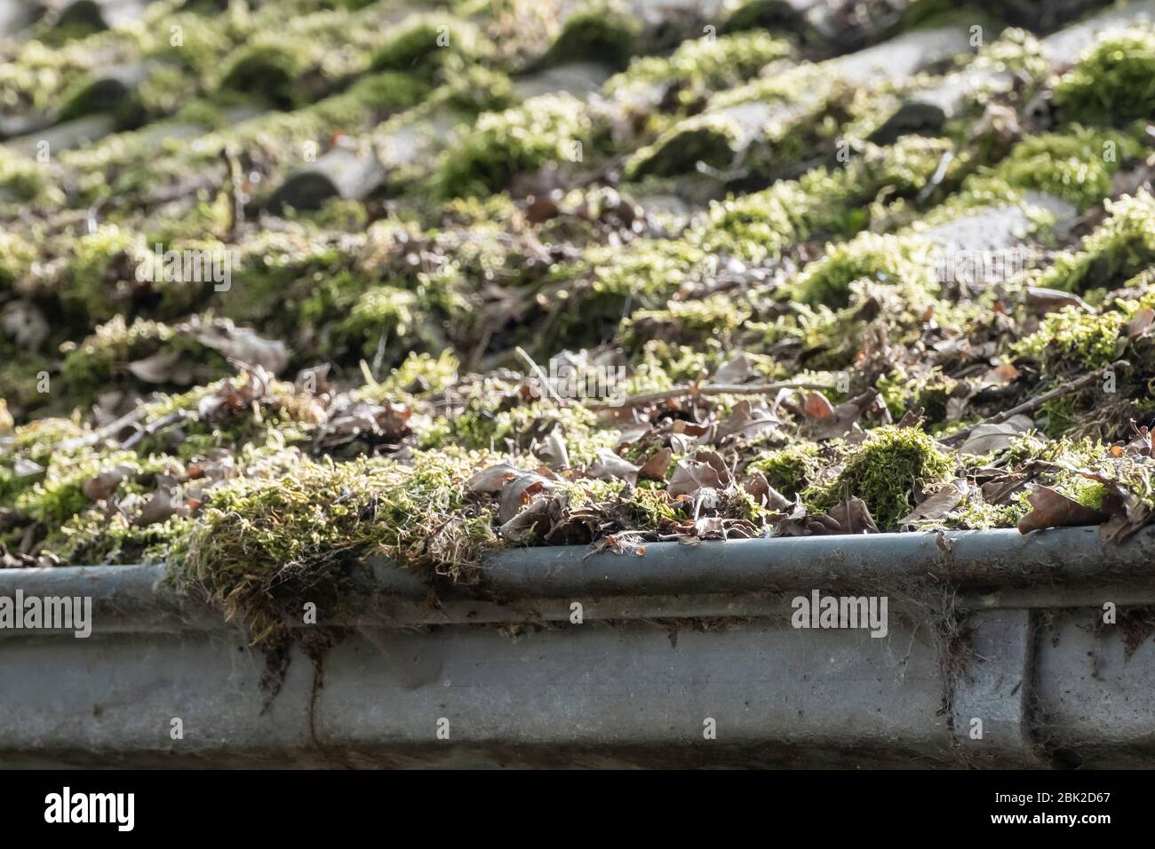Dirty roof with dense moss and gutter with leaves and moss, requiring ...