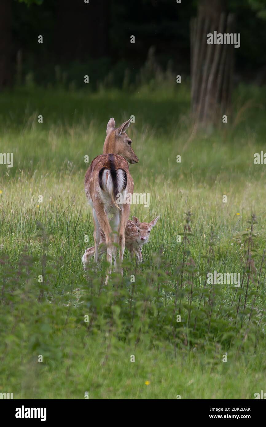Caring for fawn hi-res stock photography and images - Alamy