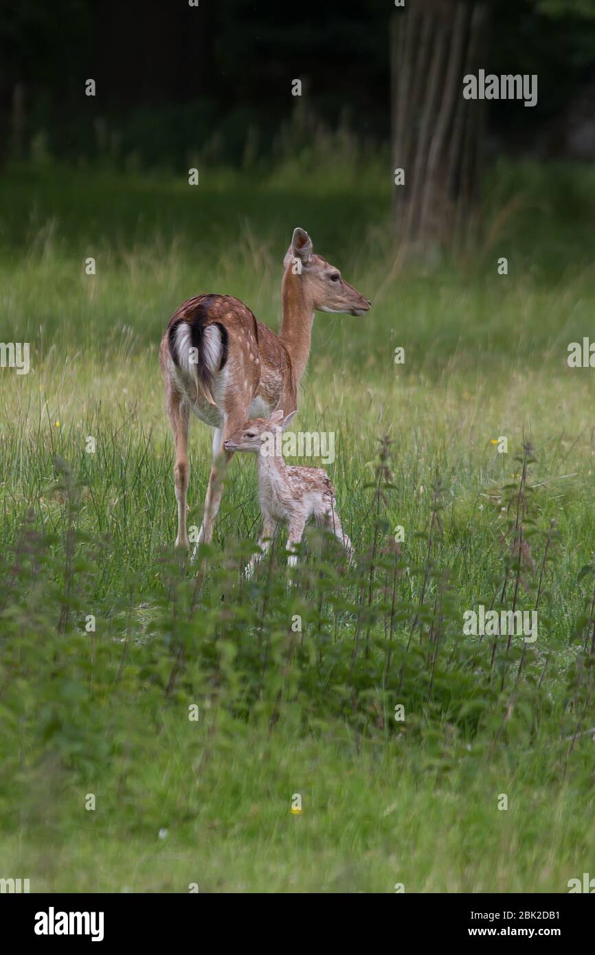 Caring for fawn hi-res stock photography and images - Alamy