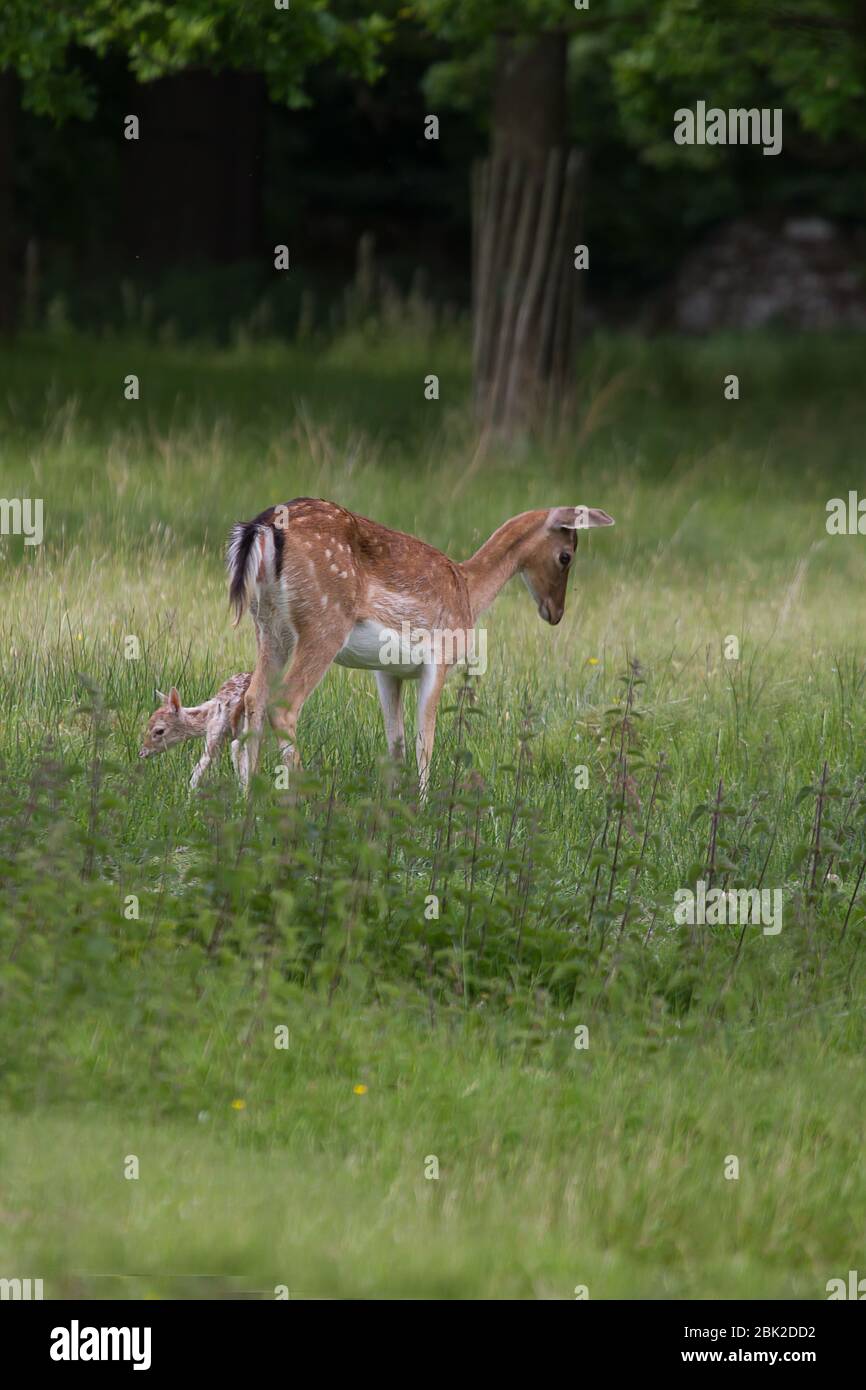 Female Fallow deer with her young fawn Stock Photo - Alamy