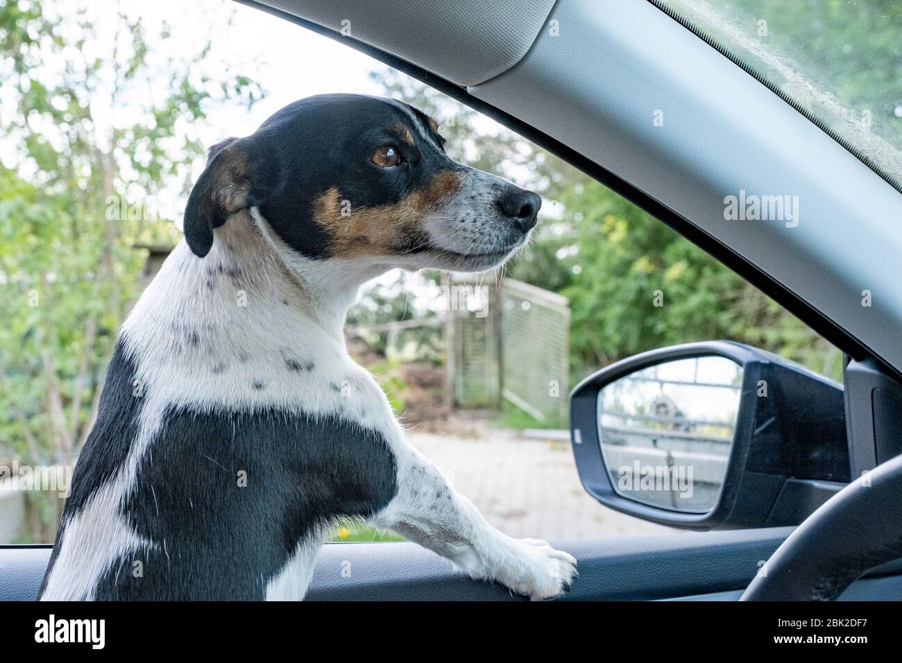 Cute Jack Russel dog riding a car with its head out the car window, in ...