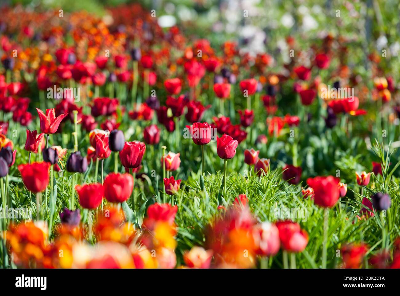 Mass planting tulips hi-res stock photography and images - Alamy