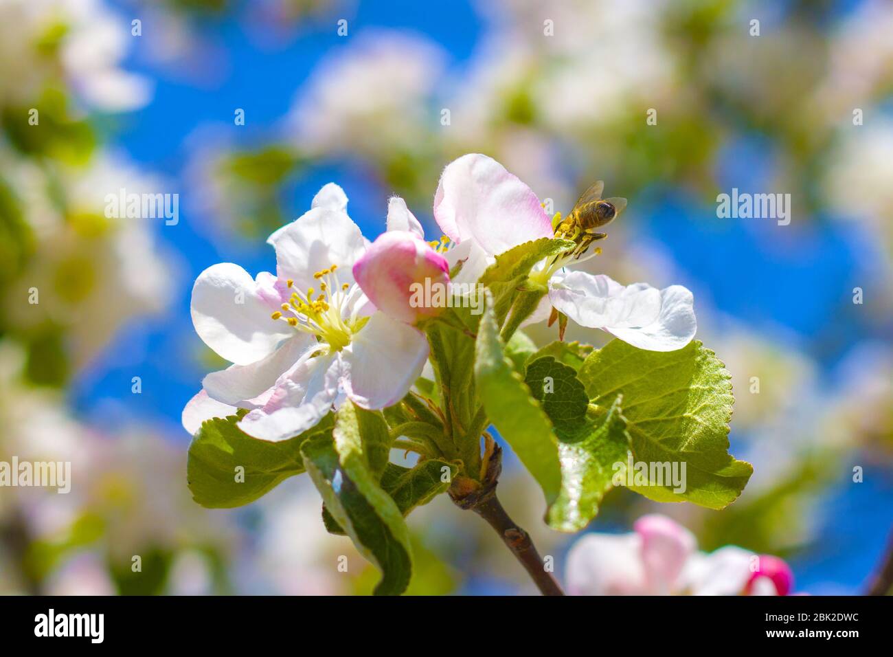 Bee pollinates blossoming apple tree hi-res stock photography and ...