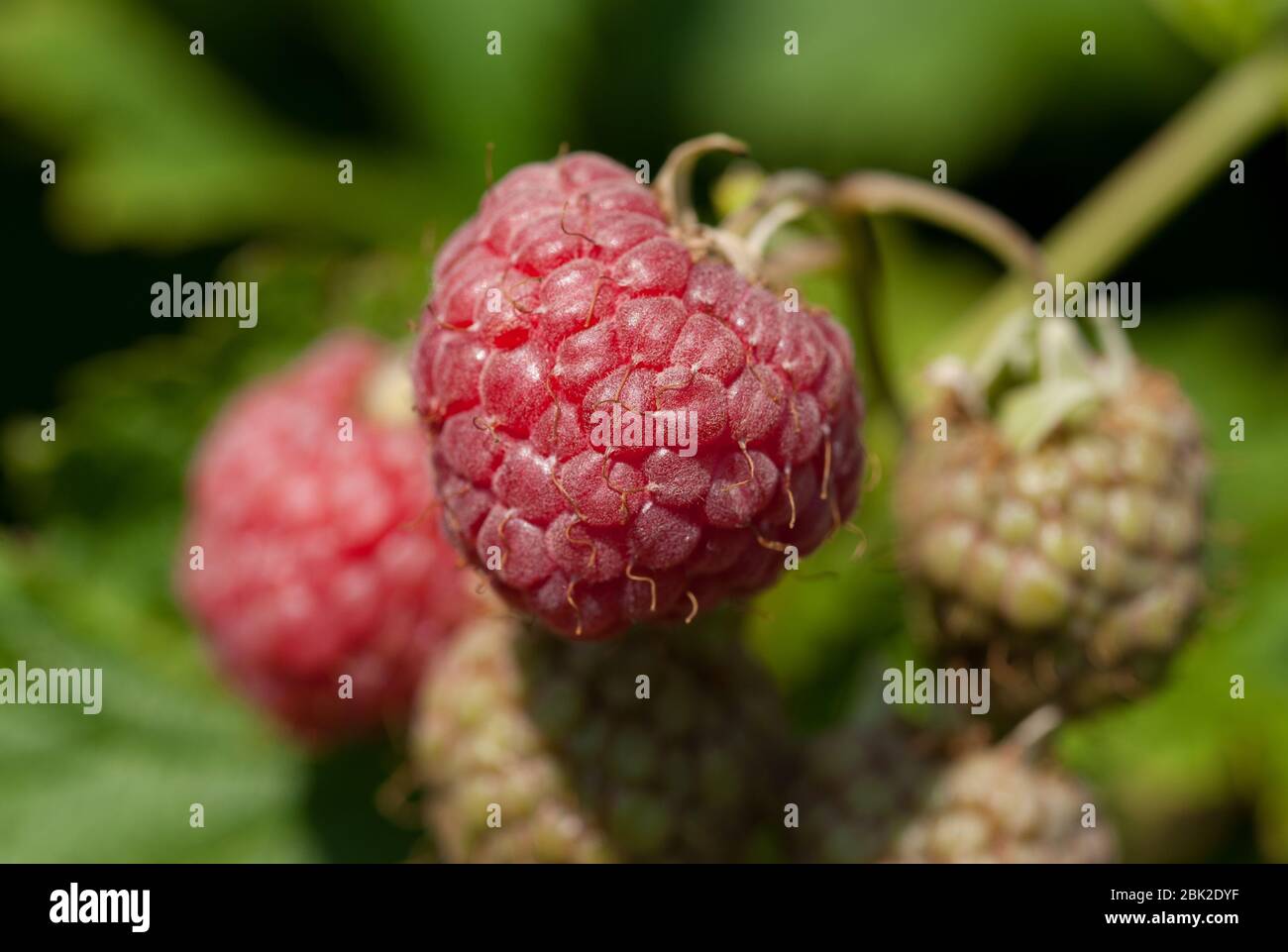 Raspberry canes allotment hi-res stock photography and images - Alamy