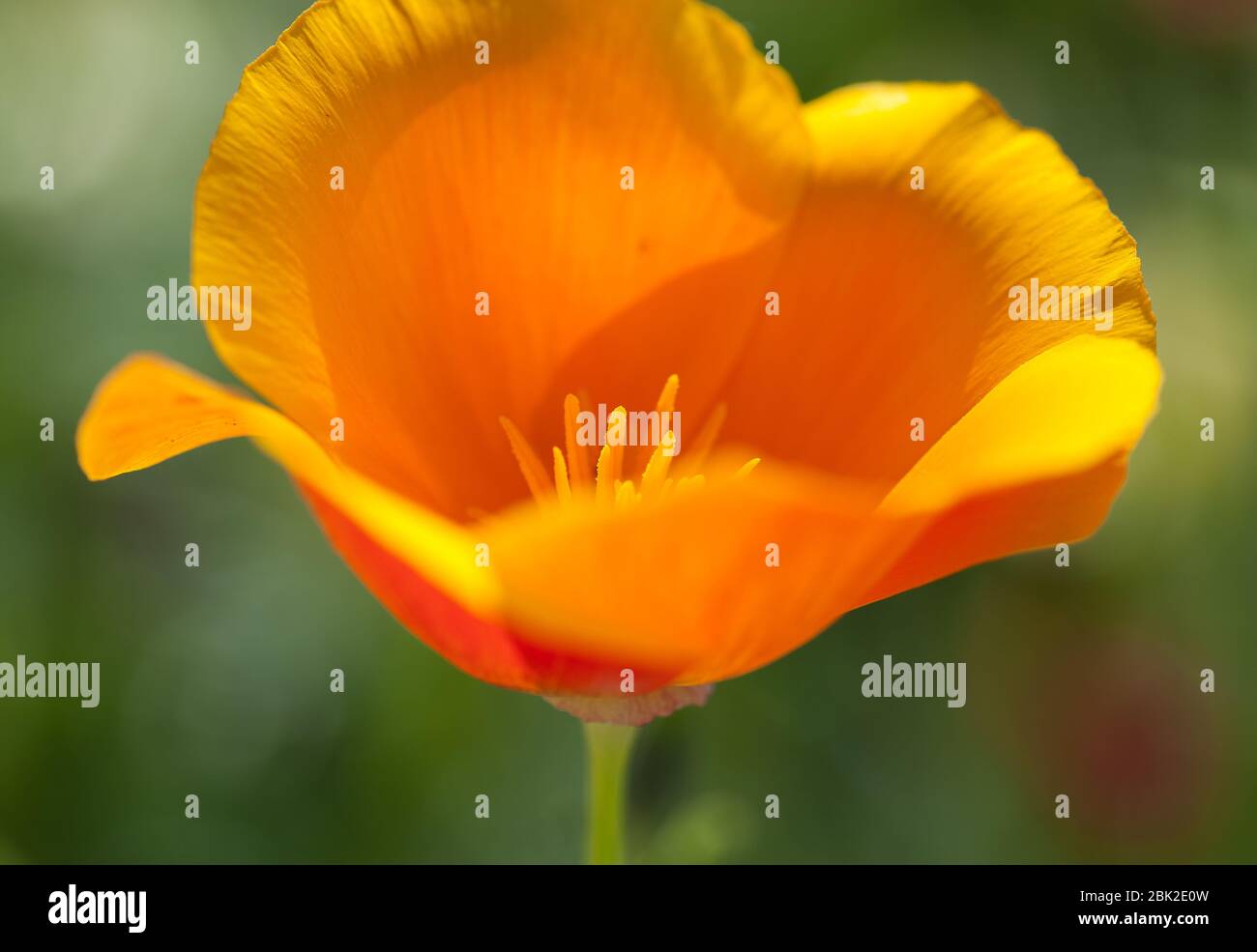 Soft orange flowers hi-res stock photography and images - Alamy