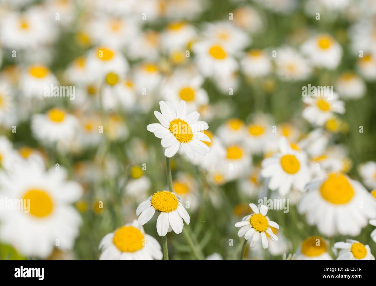 field of daisy Stock Photo - Alamy