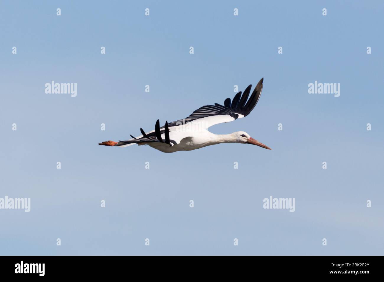 side view natural white stork (ciconia ciconia) flying in blue sky with ...
